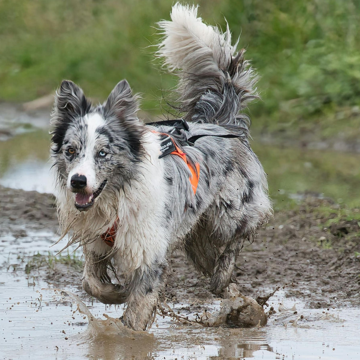 How to Clean & Dry a Muddy Dog and Stop Wet Dog Smell – Masterclip
