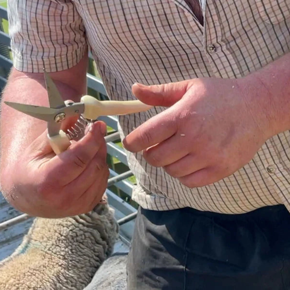 Step-by-Step Guide to Effective Sheep Hoof Trimming – Masterclip