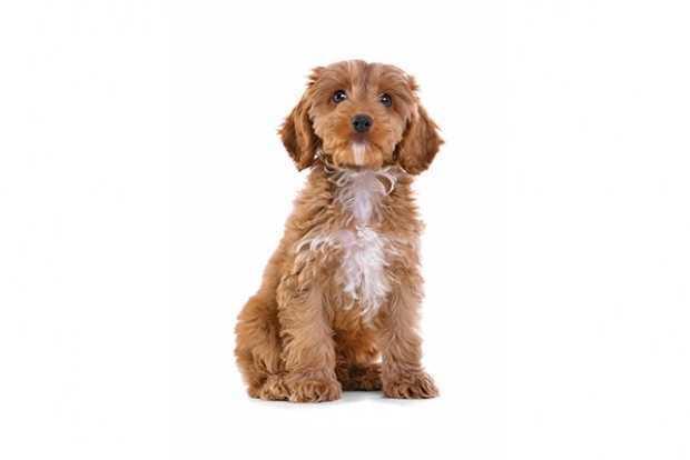 Professional Cockapoo Clippers & Grooming Accessories | Masterclip