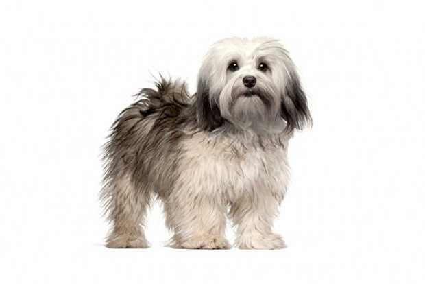 Lhasapoo – Masterclip